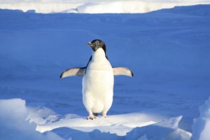🐧 Dónde viven los pingüinos y de qué se alimentan