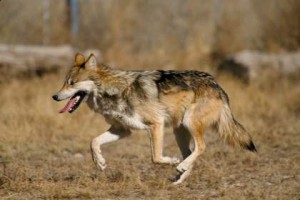 🐺 Dónde vive cada especie de lobo y de qué se alimenta